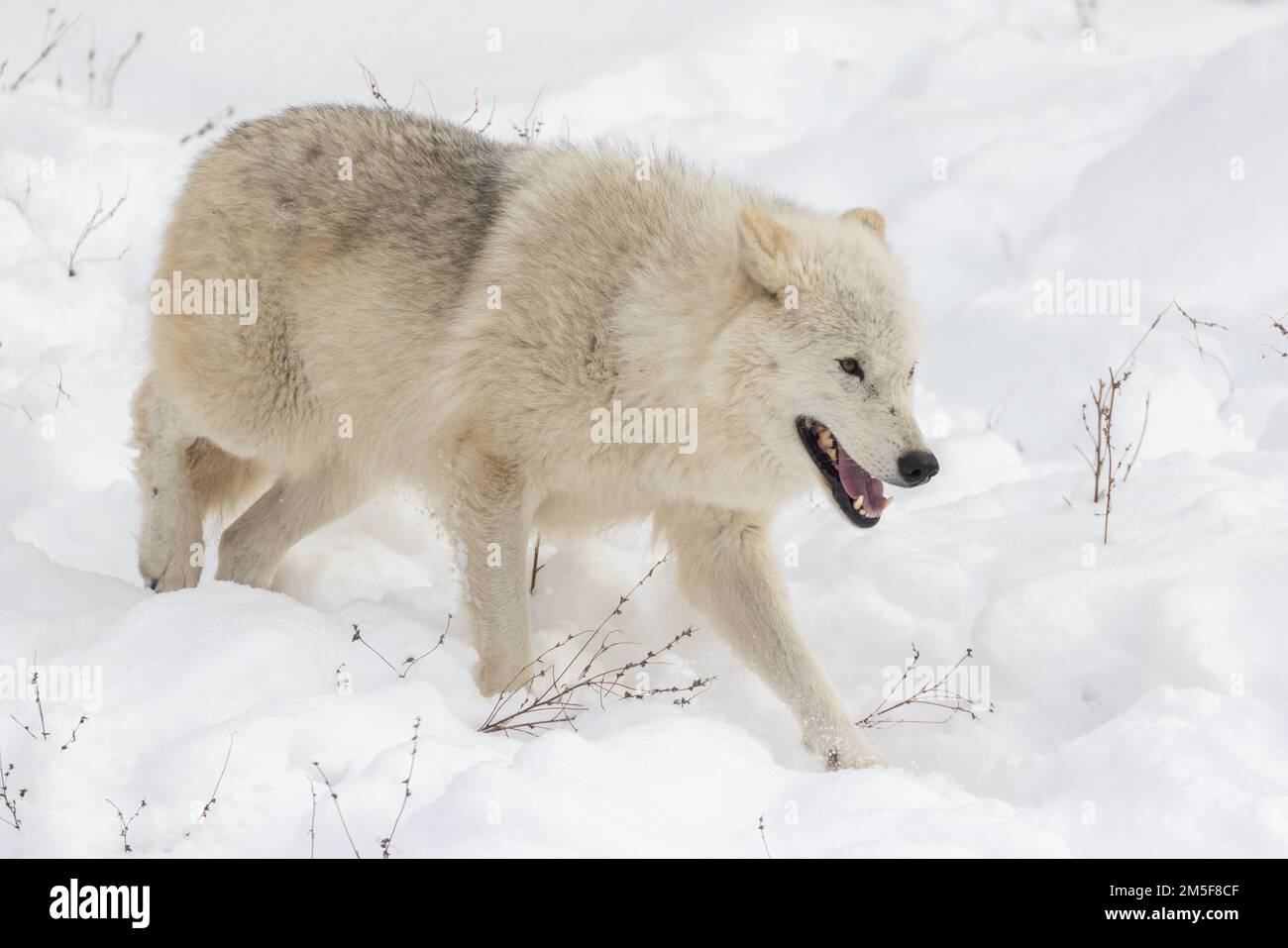 Arctic wolf (Canis lupus arctos) in winter Stock Photo - Alamy