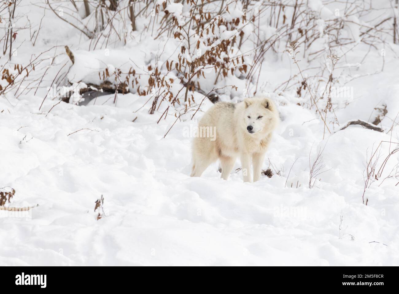 Black wolf standing in winter hi-res stock photography and images - Alamy