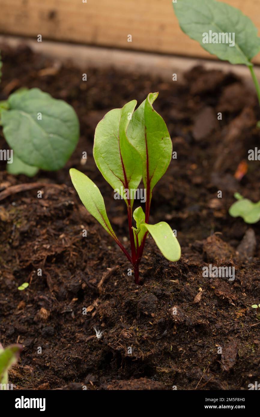 beet seedlings, gardening season, vegetable garden in the city Stock Photo - Alamy