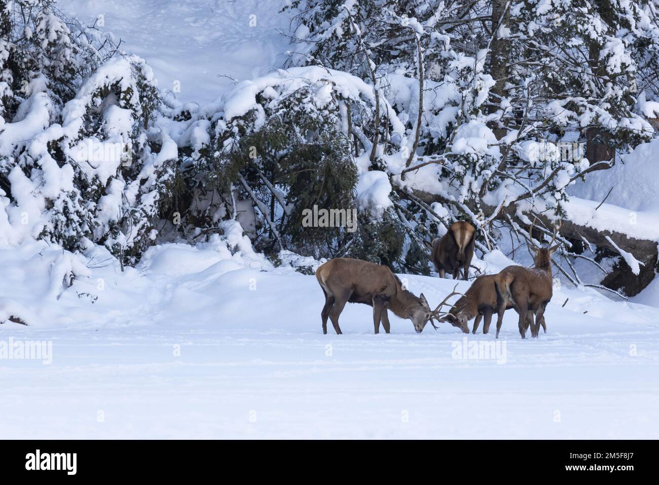 two males red deer fighting in winter Stock Photo - Alamy