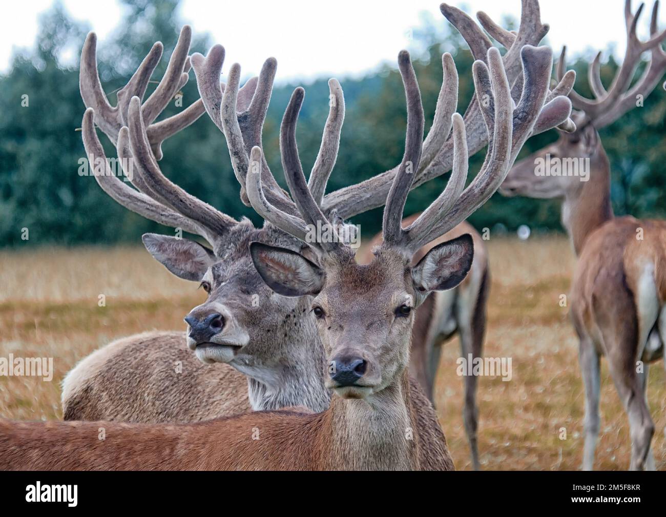 Barbary Stag