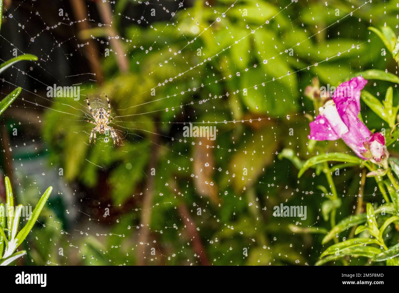 Close up natural animal portrait of spider and spider's web in garden ...