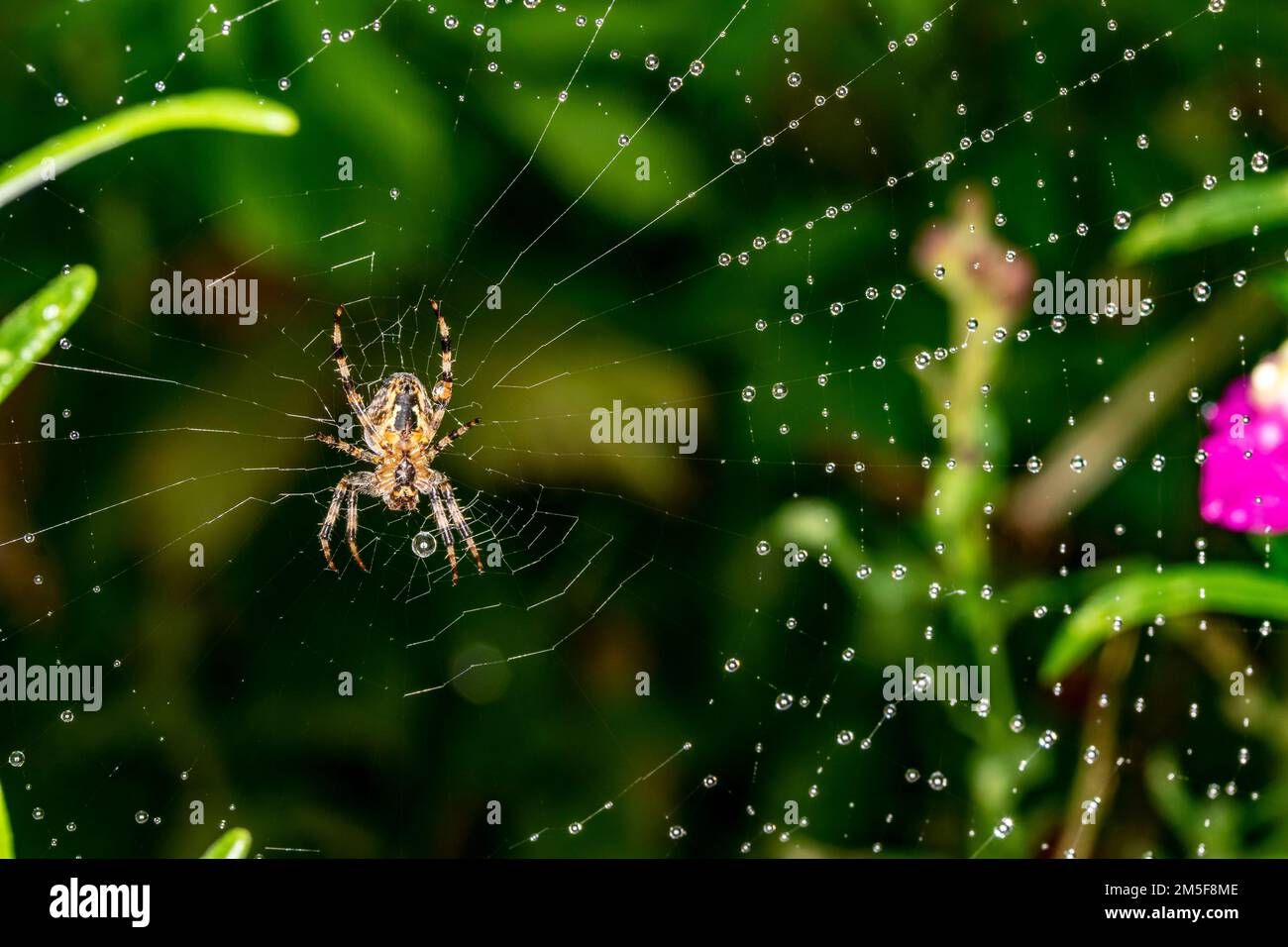 Close up natural animal portrait of spider and spider's web in garden ...