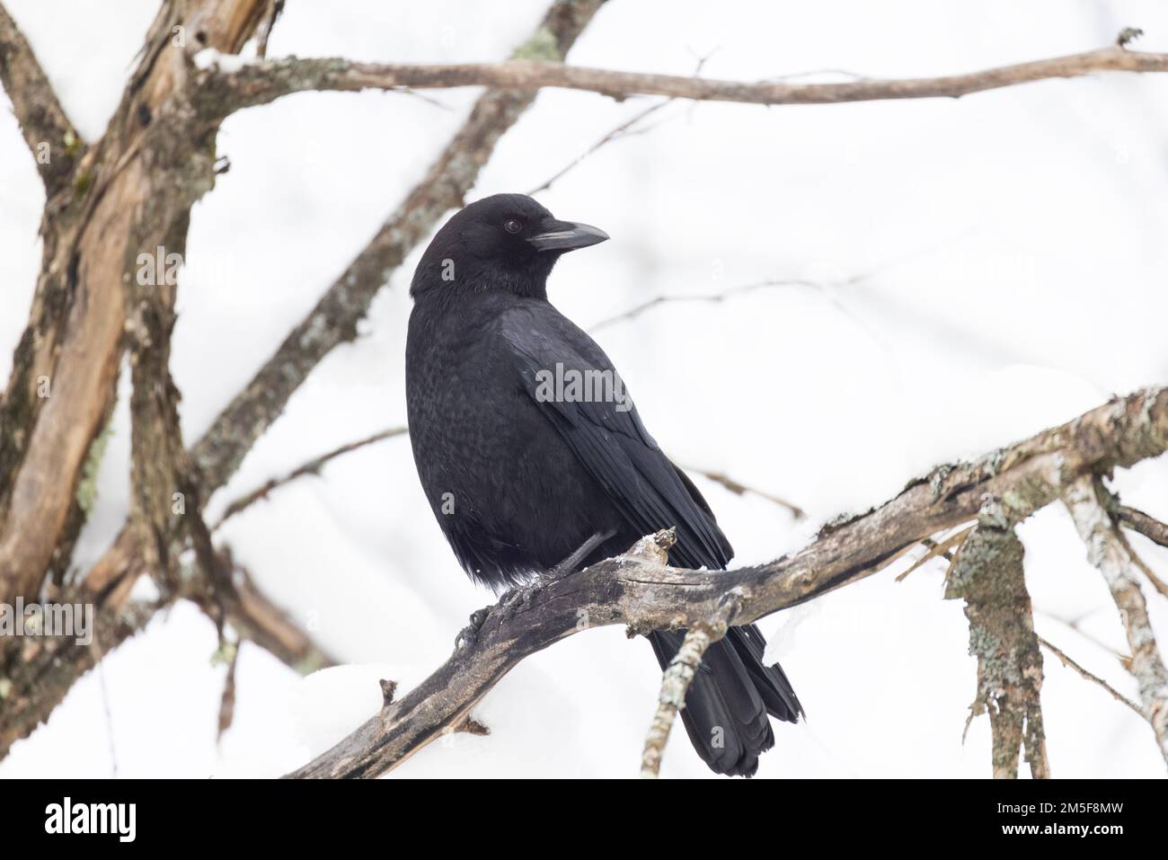 Crow in winter hi-res stock photography and images - Alamy