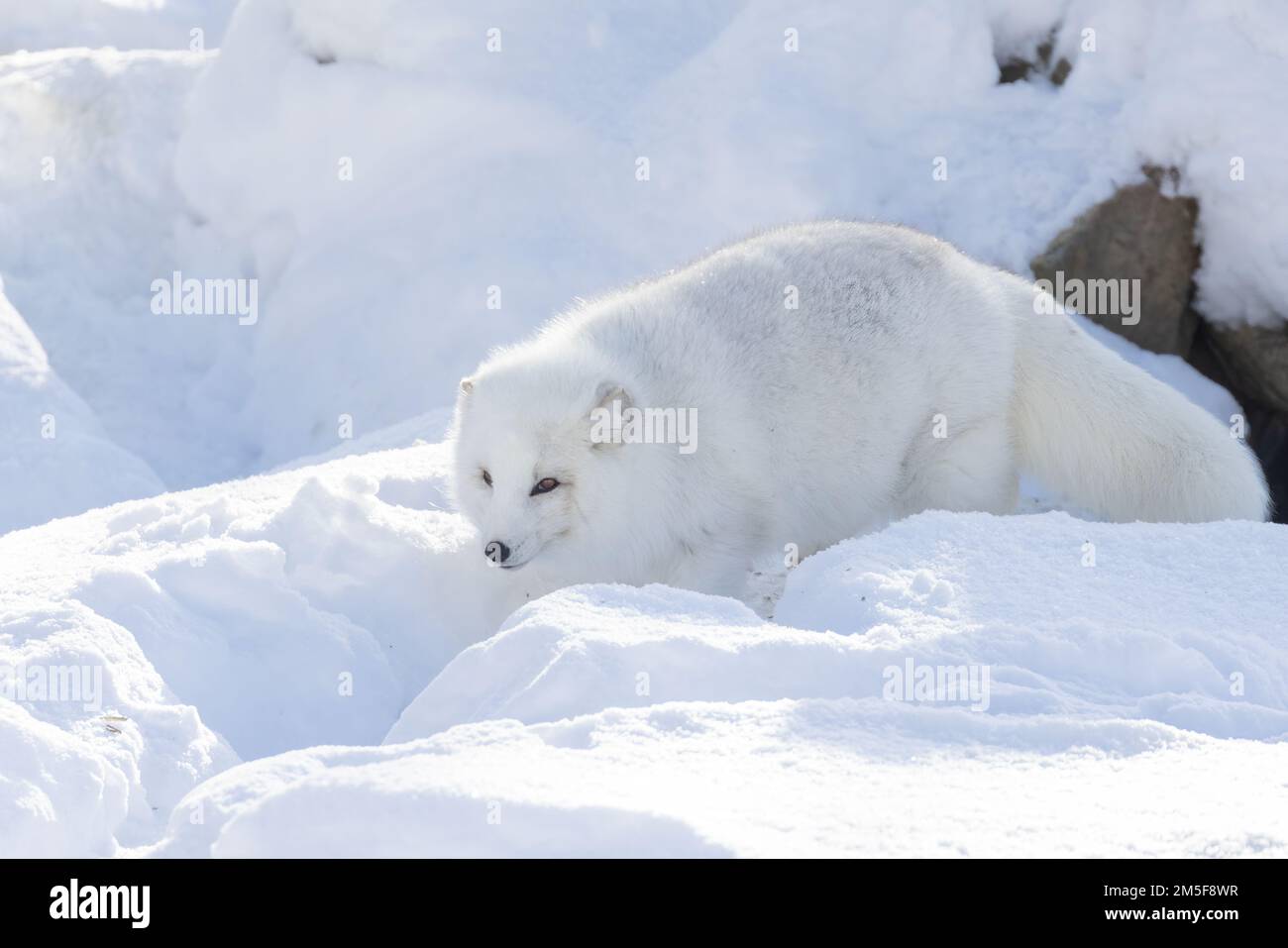 Arctic fox (Vulpes lagopus) in winter Stock Photo - Alamy