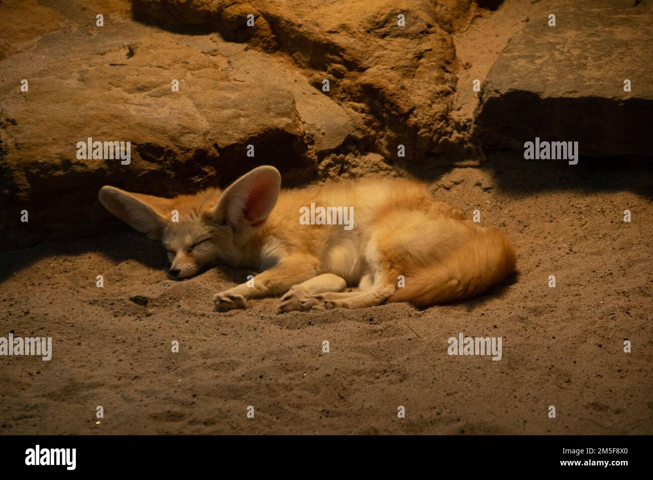 A closeup shot of a beautiful fluffy fennec fox sleeping on the sand ...