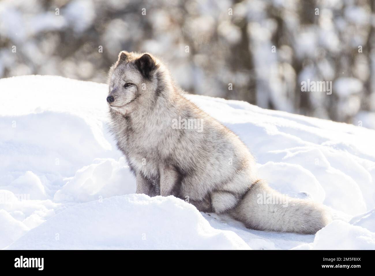 Arctic fox (Vulpes lagopus) in winter Stock Photo - Alamy
