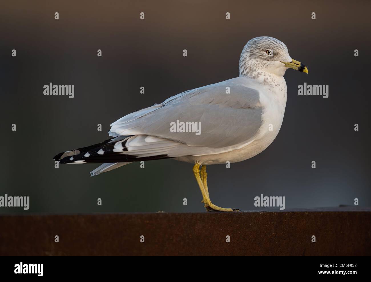 A side view of a ring-billed gull standing on a wooden fence with blur ...