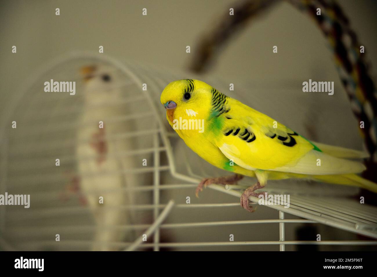 A yellow parakeet standing on a bird cage with white parakeet inside ...