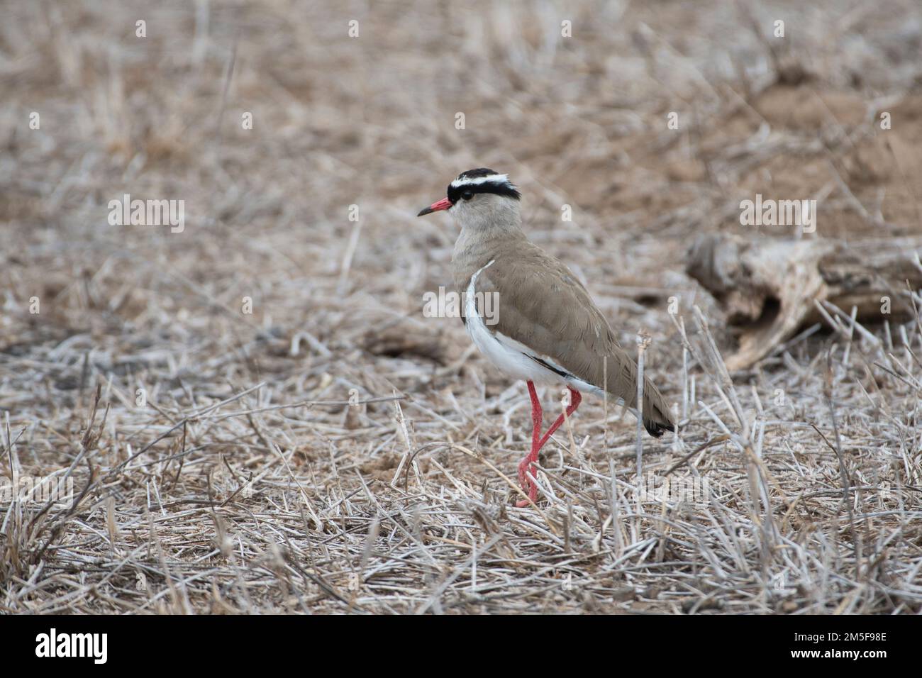 Crowned plover (Vanellus coronatus), also known as the crowned lapwing ...