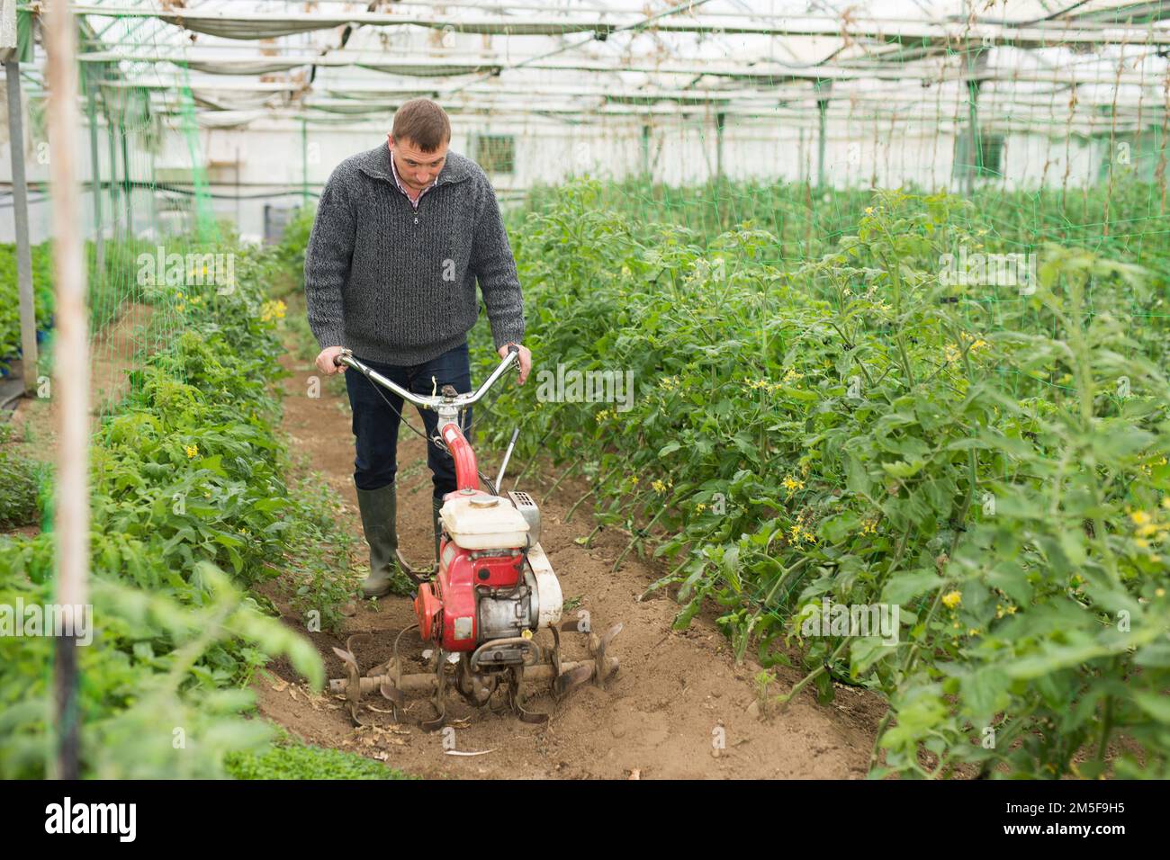 Farmer hoeing soil in greenhouse Stock Photo - Alamy