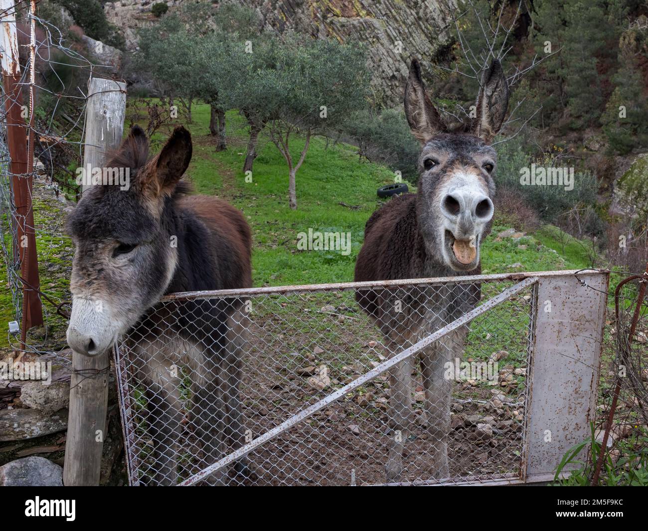 Donkeys braying hi-res stock photography and images - Alamy
