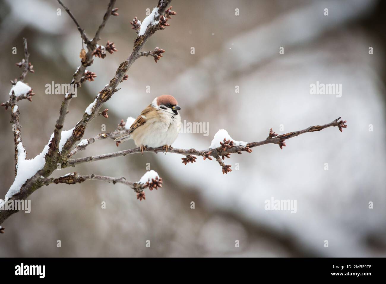 Eurasian tree sparrow (Passer montanus Stock Photo - Alamy