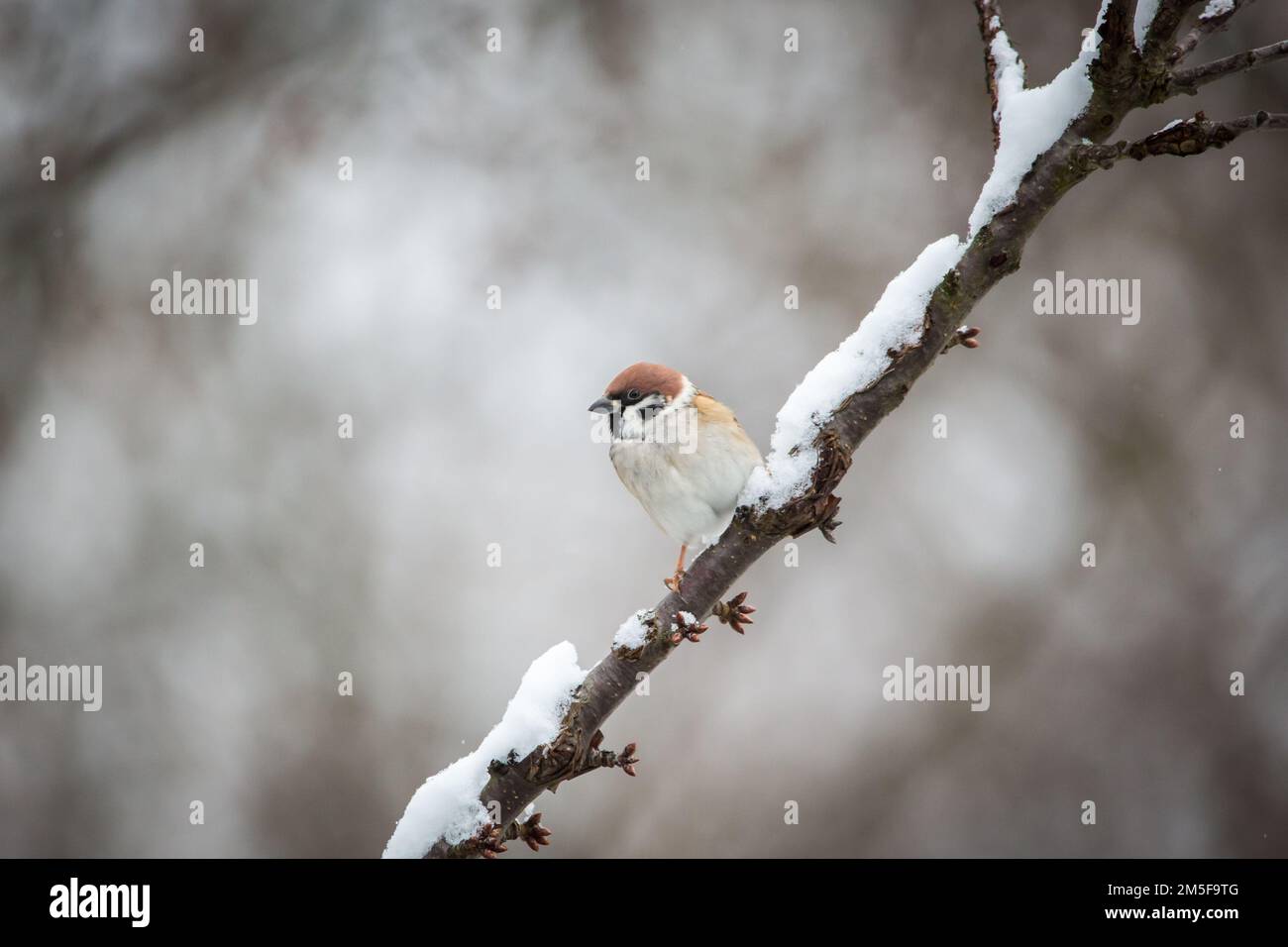 Eurasian tree sparrow (Passer montanus Stock Photo - Alamy