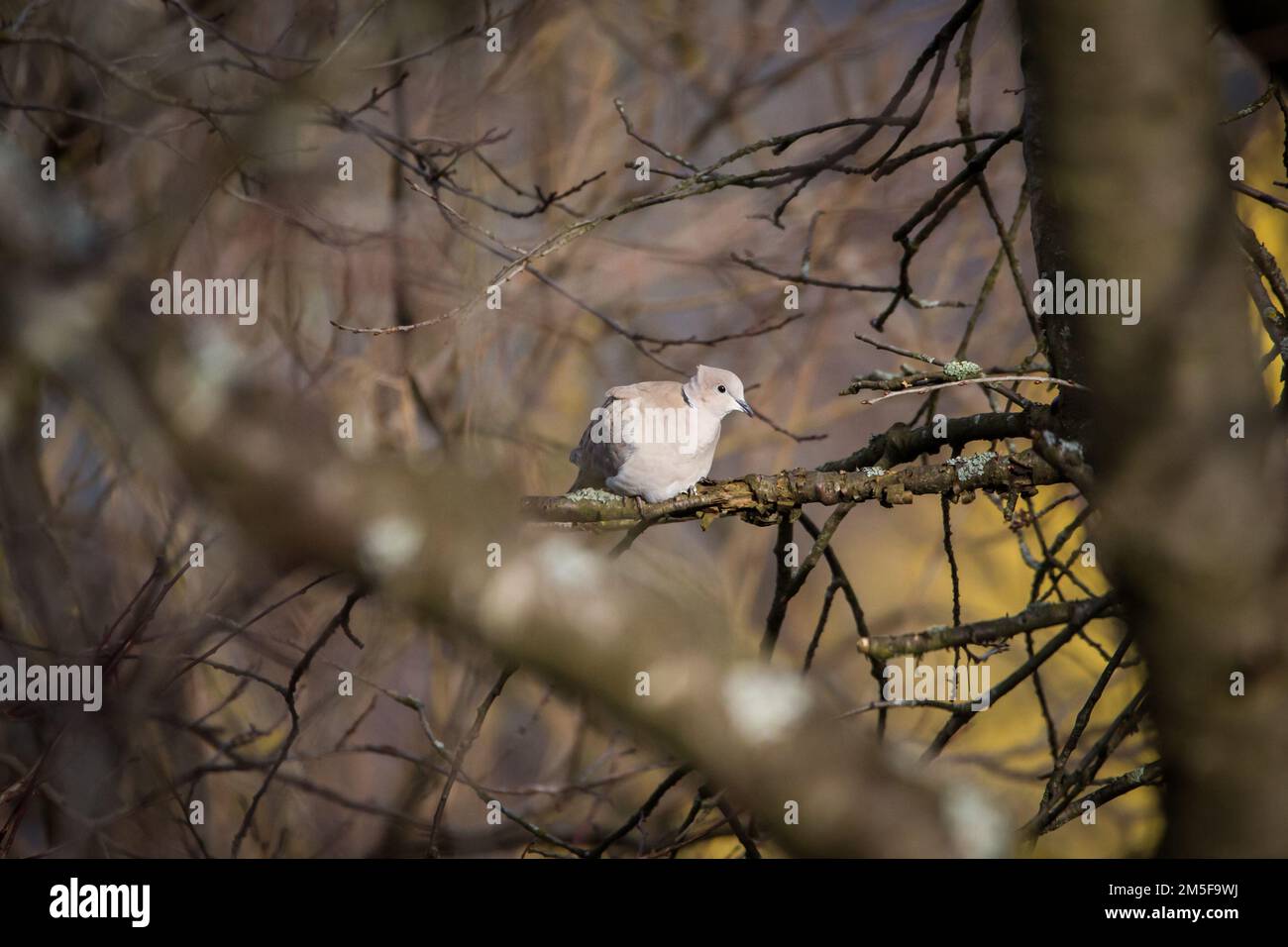 Eurasian collared dove (Streptopelia decaocto Stock Photo - Alamy