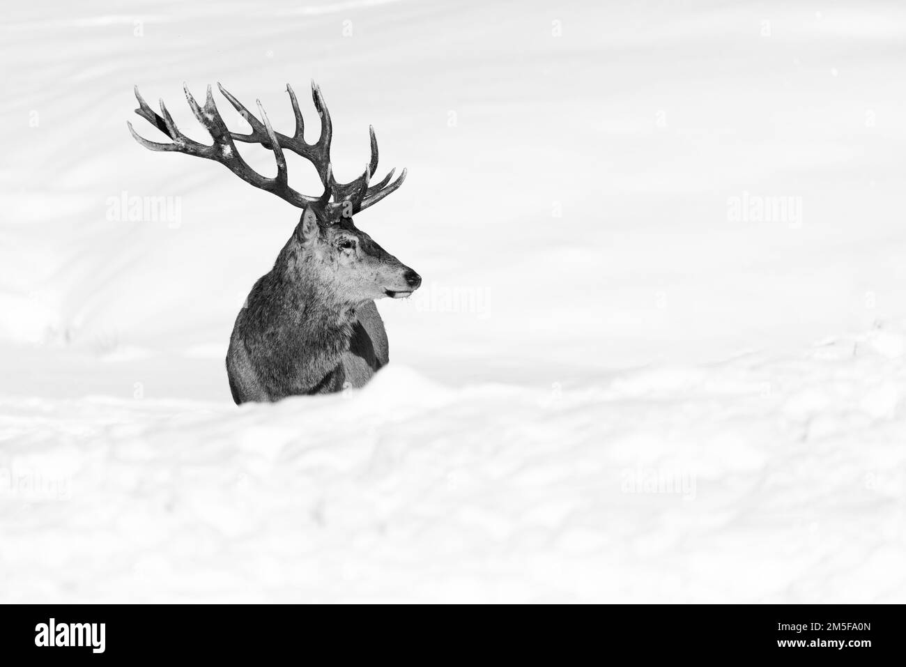 Portrait male red deer Black and White Stock Photos & Images - Alamy