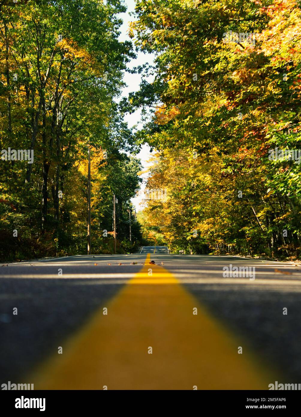 A vertical of a yellow line on a road with autumn trees during sunrise ...