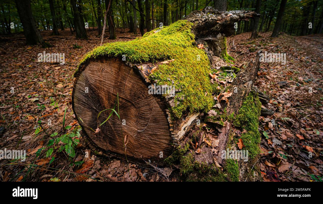 A cut fallen tree covered with moss isolated in the forest Stock Photo ...