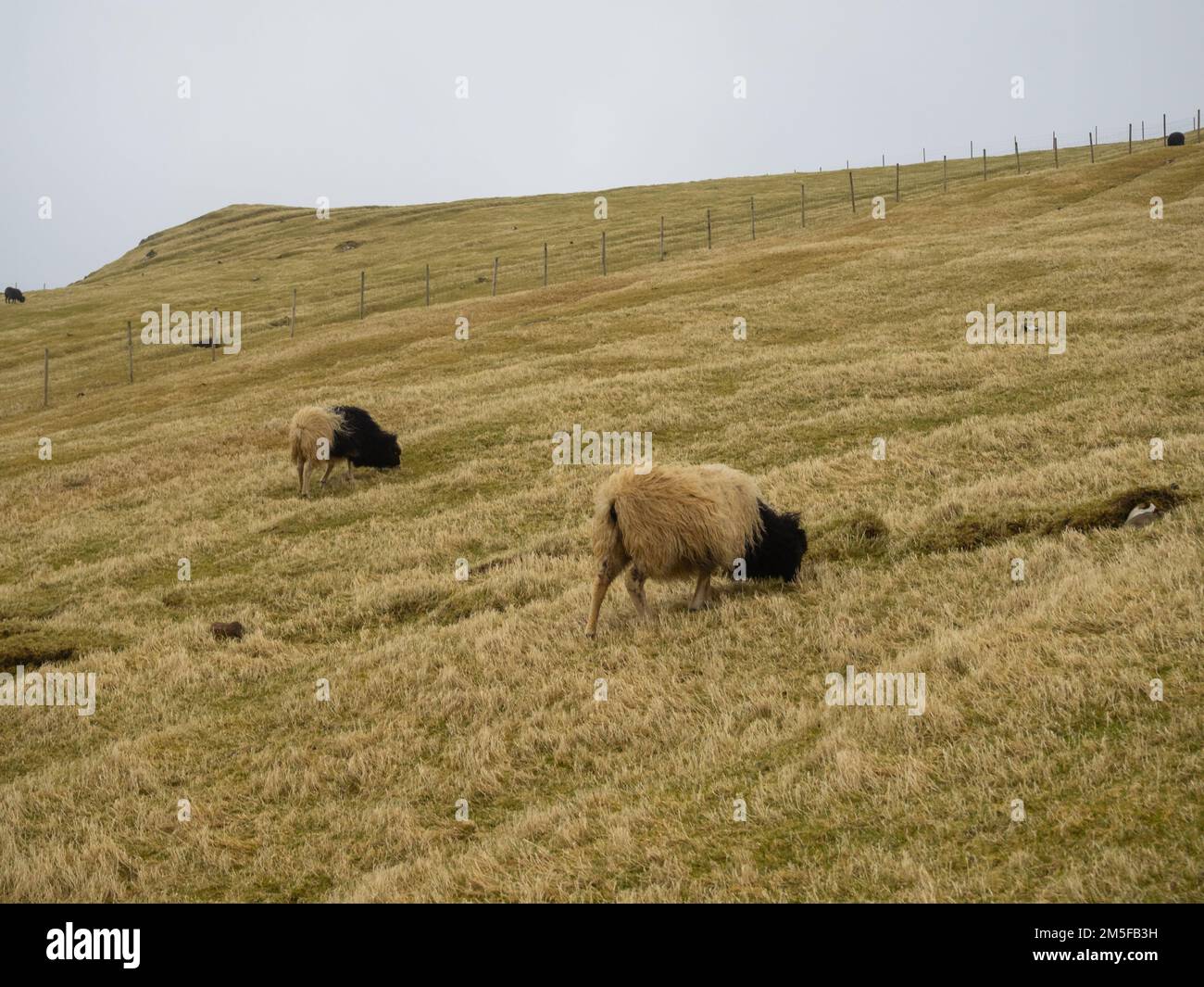 Faroese archipelago hi-res stock photography and images - Alamy