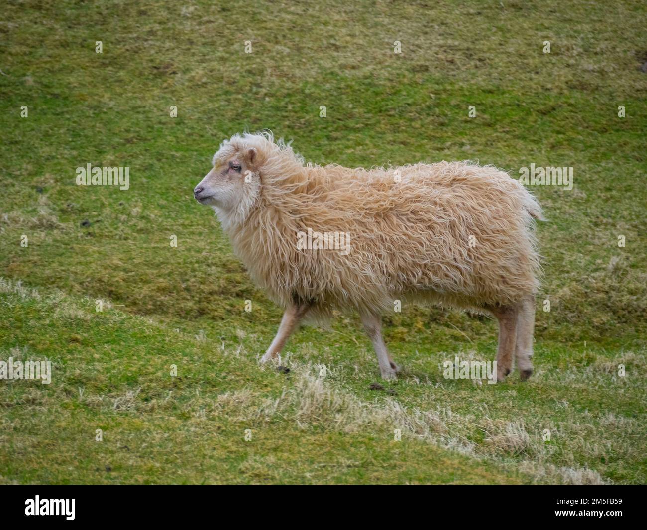 White sheep walking in the grass fields Stock Photo - Alamy