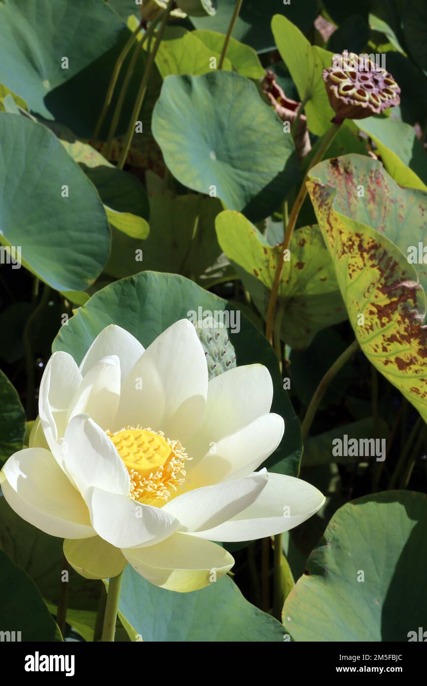 Indische Lotosblume (Nelumbo nucifera, Syn. Nelumbium speciosum ...