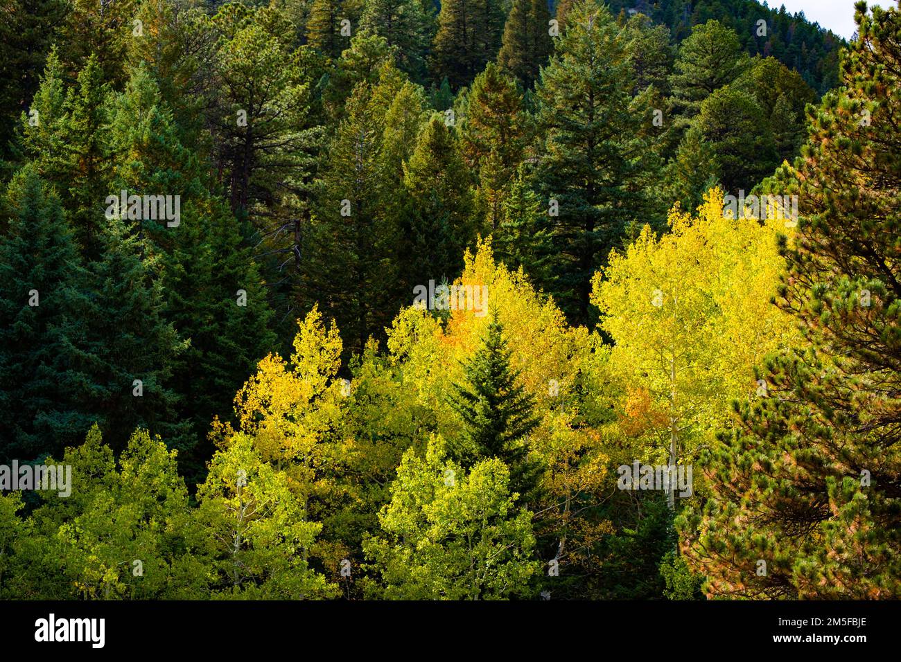 A beautiful view of autumn aspen trees in a forest during sunrise Stock ...