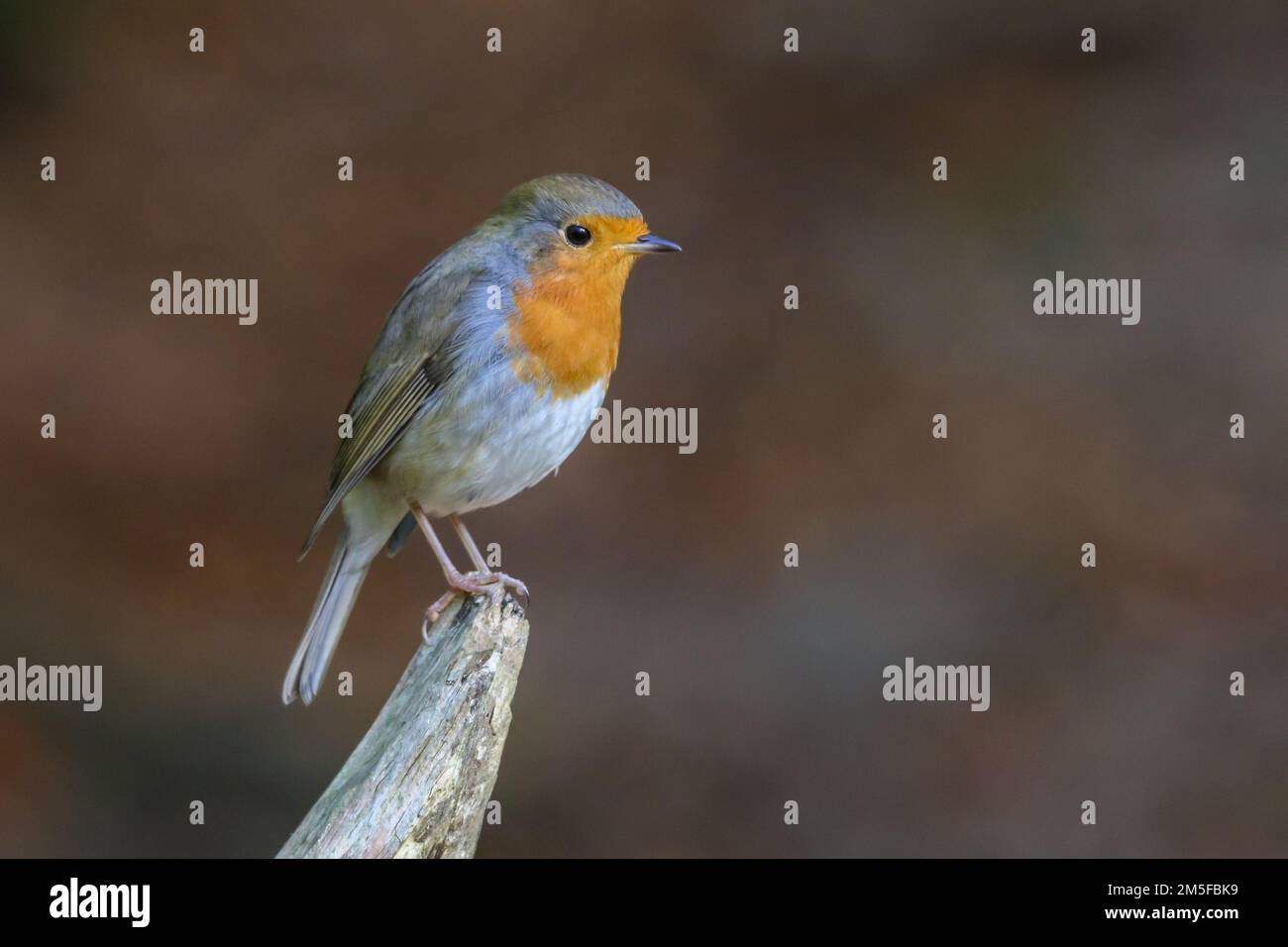 A closeup of a cute European robin on a wood with blurred background ...