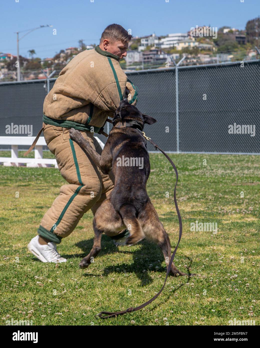 U.S. Marine Military Working Dog (MWD) Nero bites Cpl. Dennis E ...