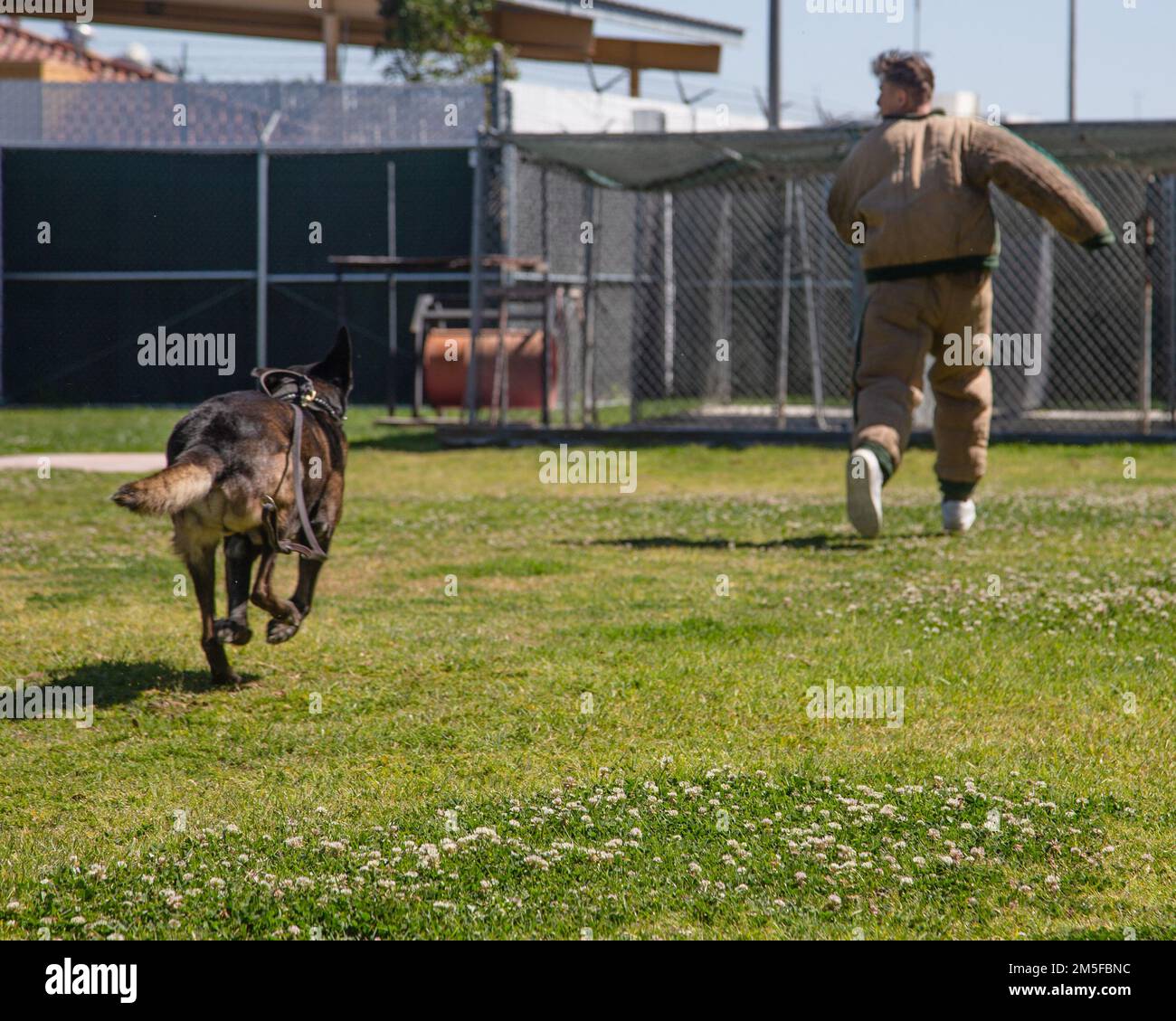 U.S. Marine Military Working Dog (MWD) Nero chases after Cpl. Dennis E ...