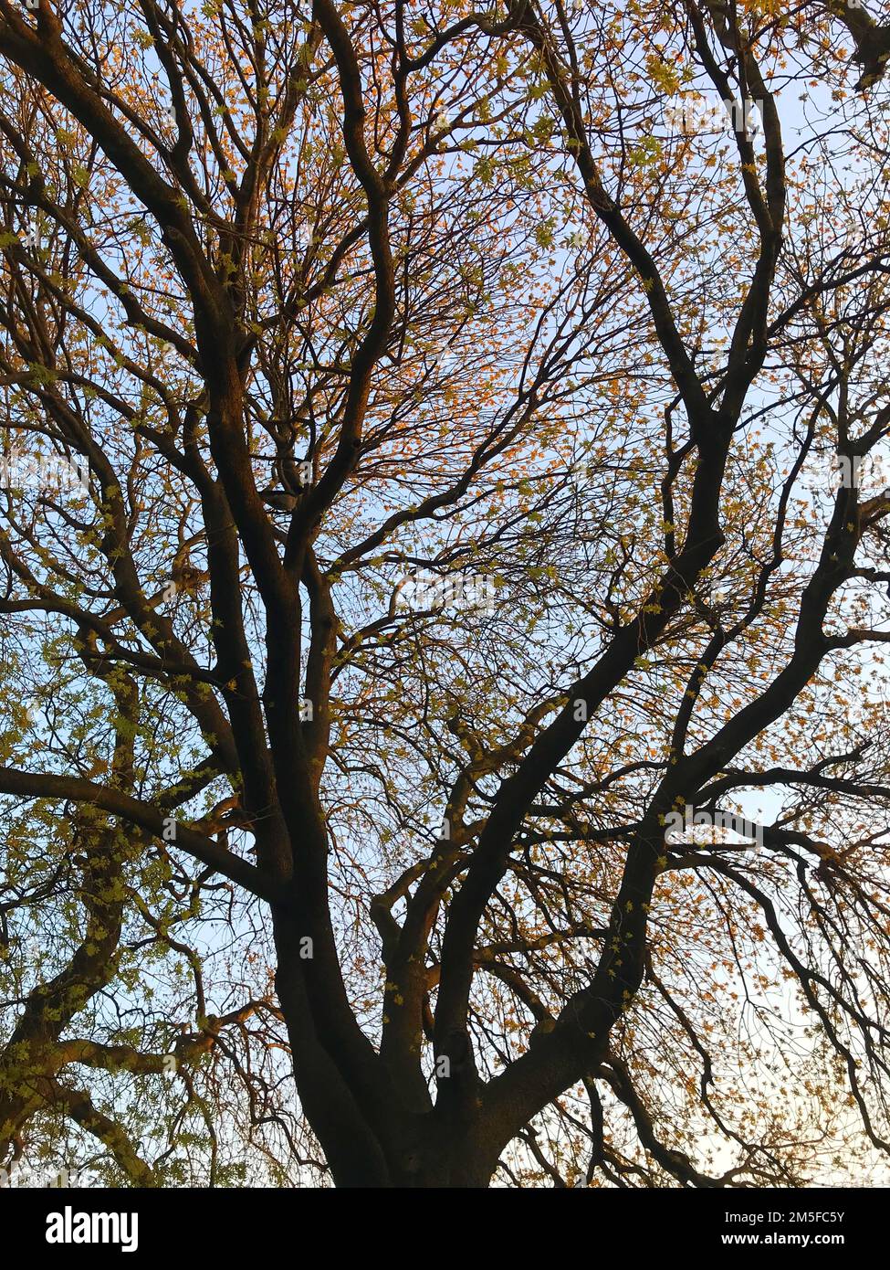 Detail of tree branches in the nature Stock Photo - Alamy