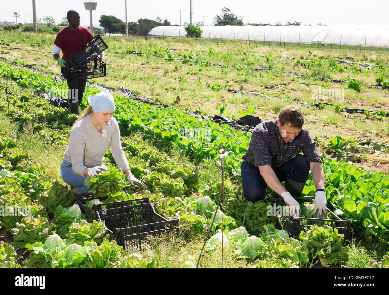 Adult male female farmers hi-res stock photography and images - Alamy