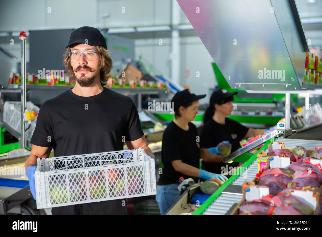 Loader carries boxes of mango fruits Stock Photo - Alamy