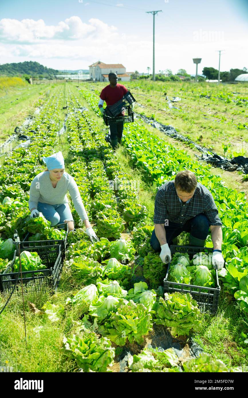 Gathering spring greens hi-res stock photography and images - Alamy