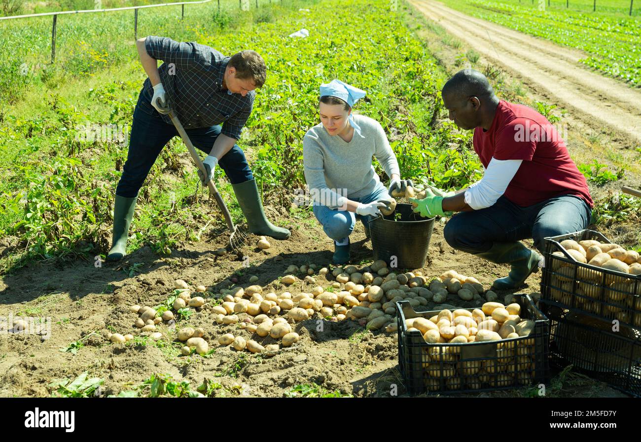 Farm workers harvesting potato Stock Photo - Alamy