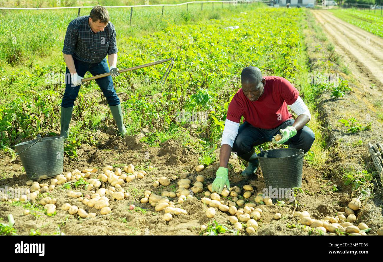 Male farmers picking potatoes Stock Photo - Alamy