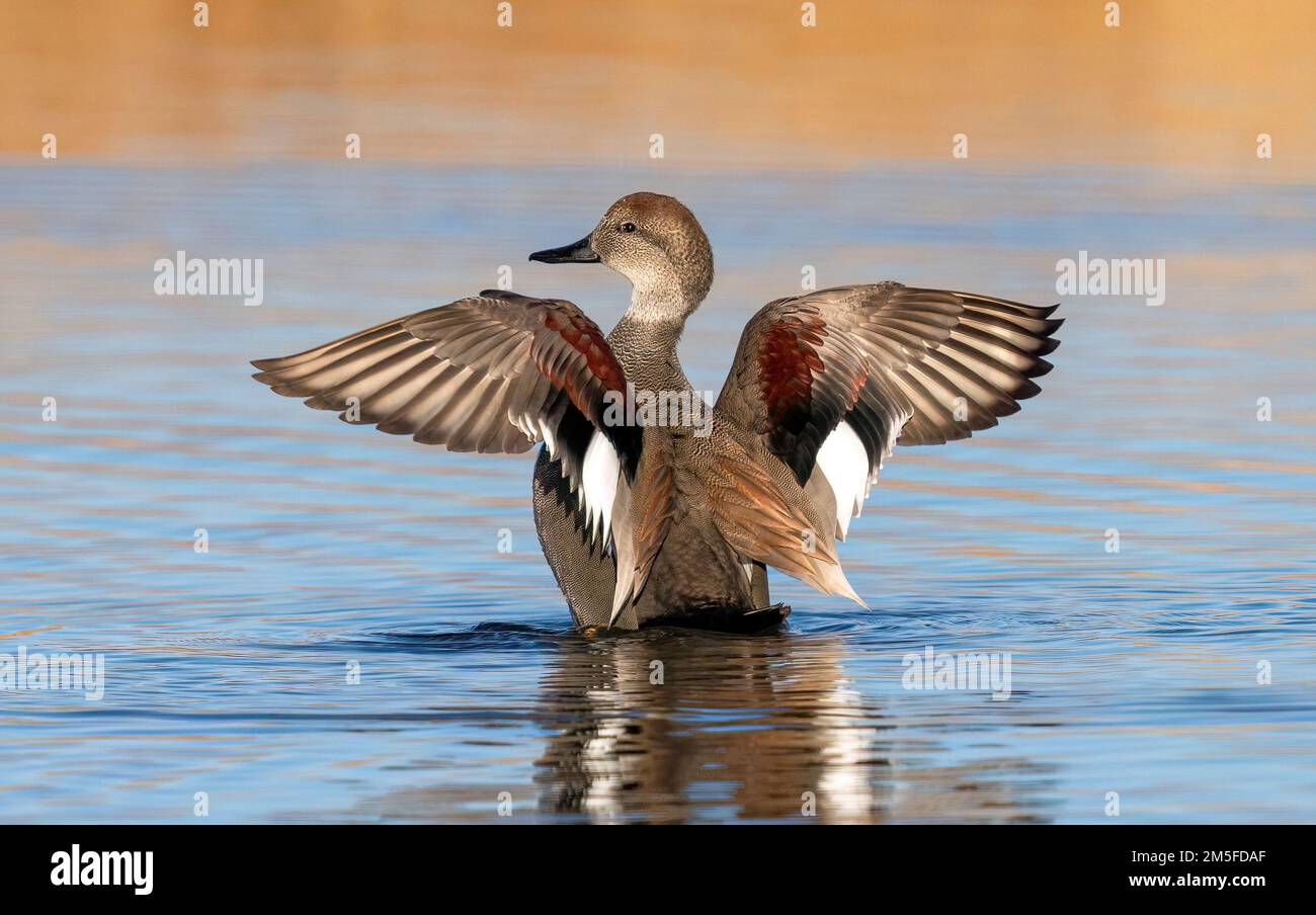 Duck wing flap hi-res stock photography and images - Alamy