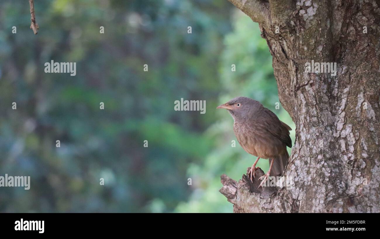 A closeup of a True thrush on a tree with a green background Stock ...