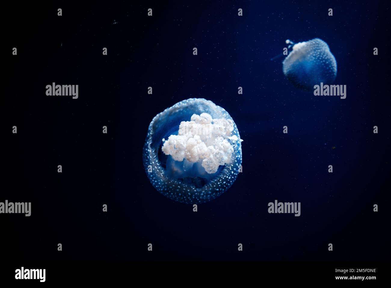 The beautiful medusas in water Stock Photo - Alamy