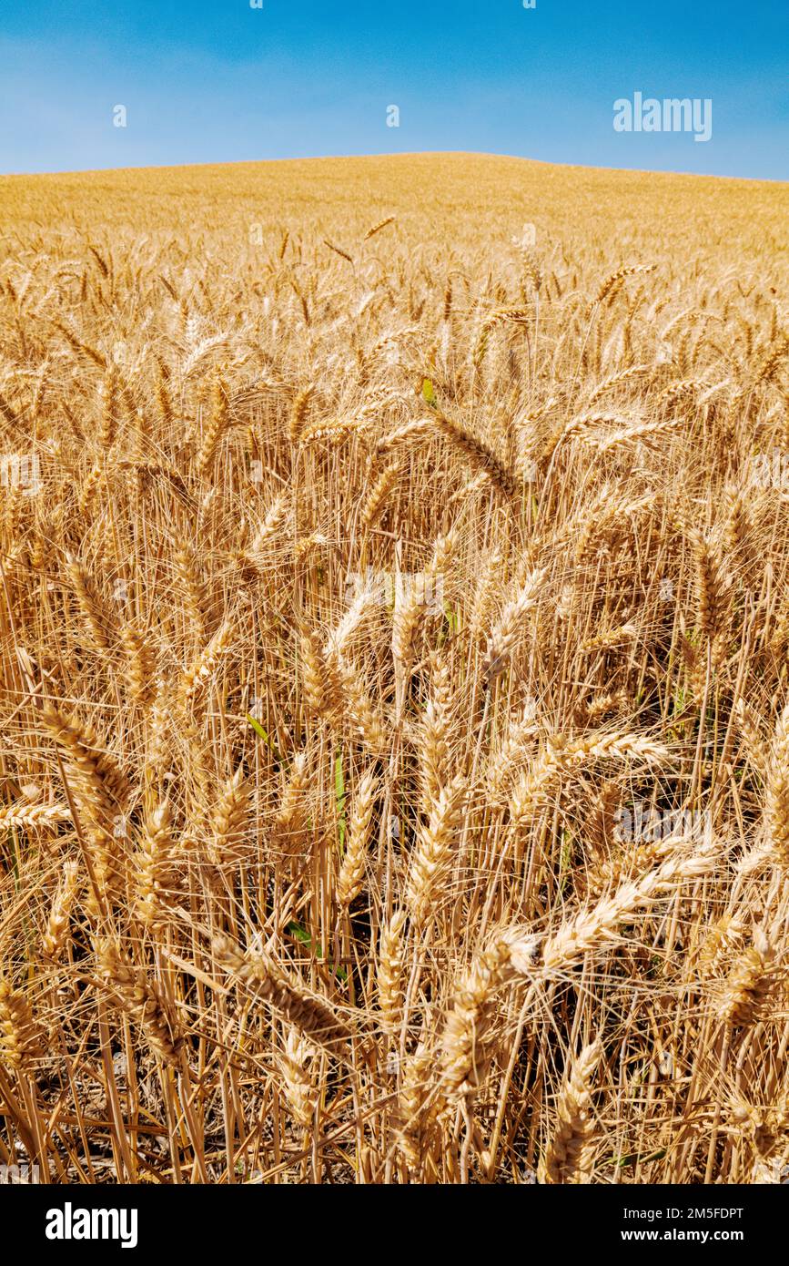 Beautiful golden fields of wheat; Palouse Region; Washington; USA Stock ...