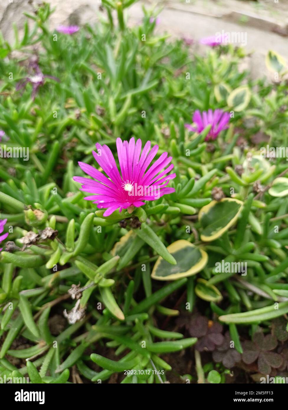 A vertical closeup of a pink trailing ice plant with green bushes ...