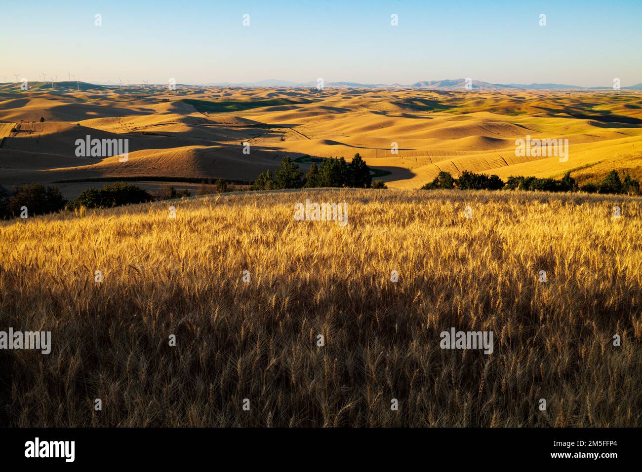 Beautiful golden fields of wheat; Steptoe Butte; Palouse Region ...