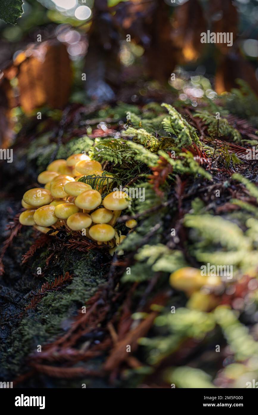 Hypholoma fasciculare, Sulfur Tuft growing from a fallen log Stock ...
