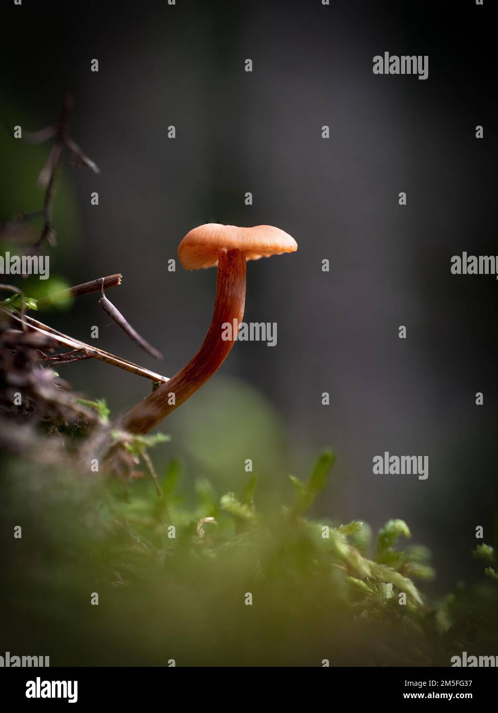 A vertical closeup of a Laccaria laccata fungus captured against the ...
