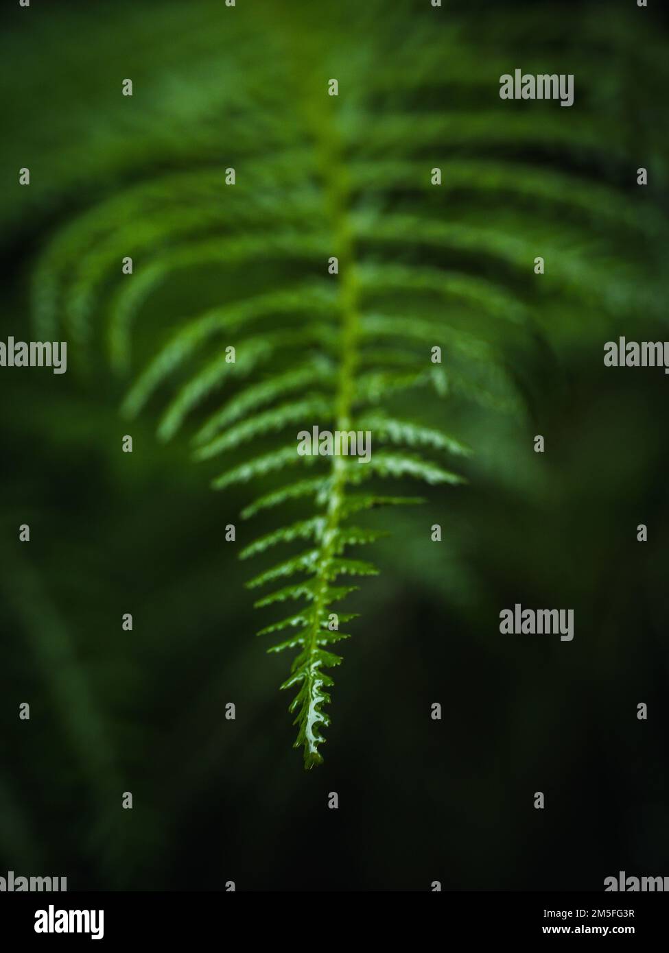 A vertical closeup of a beautiful single fern leaf texture against a ...