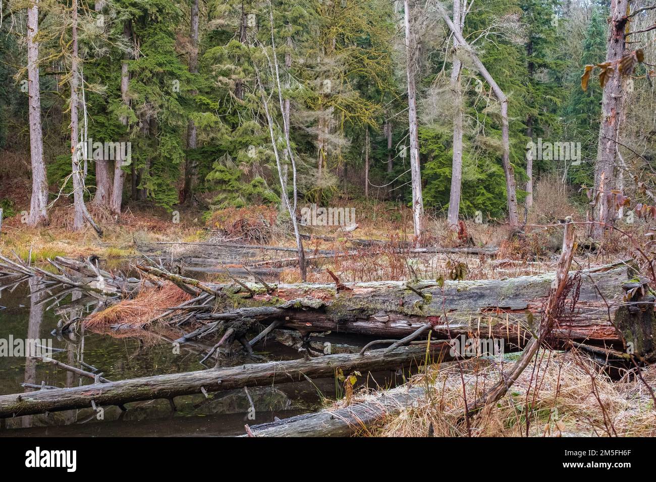 Swamp in the forest. Boggy lake or marsh in the forest. Dark swamp ...