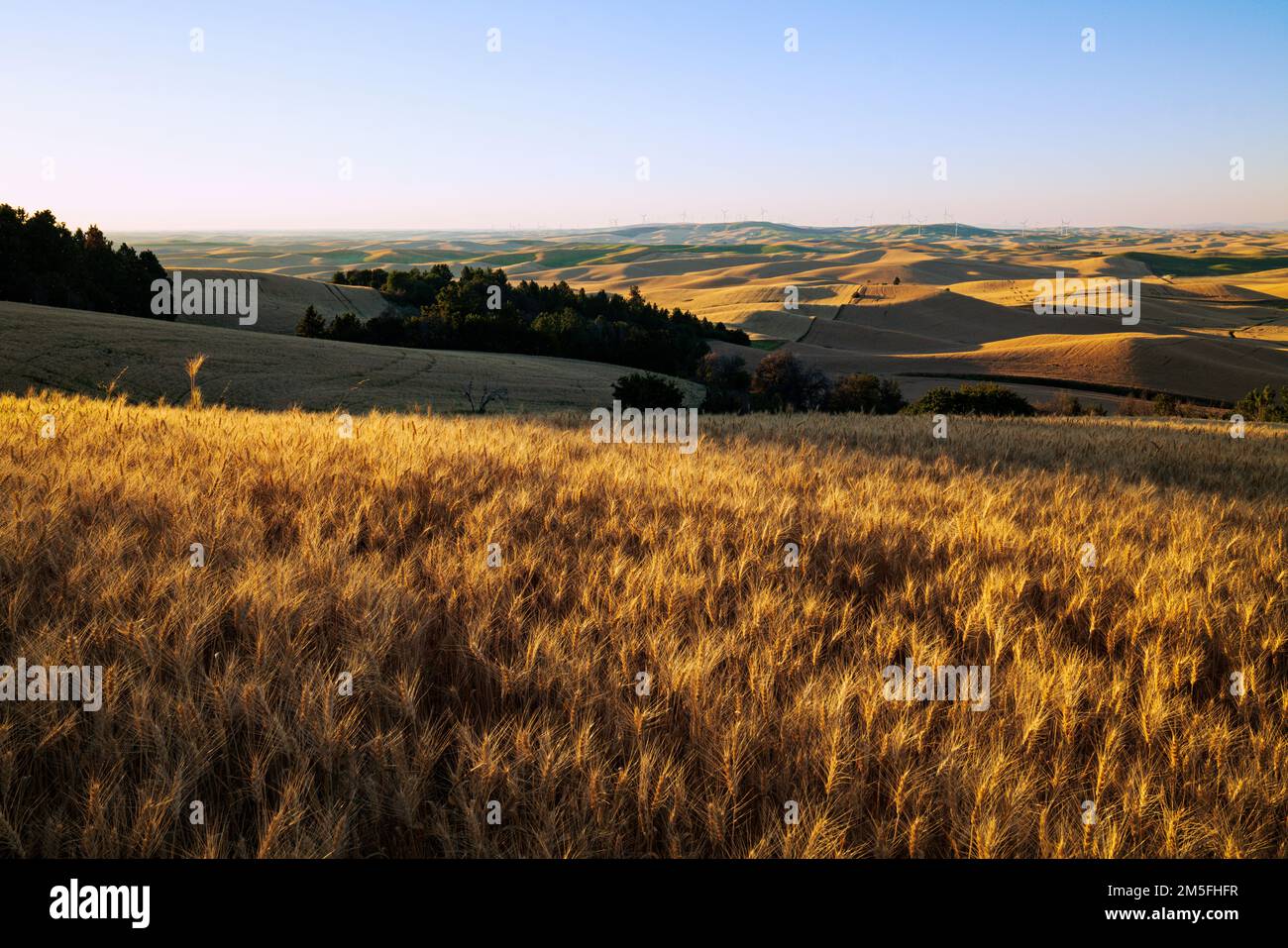 Beautiful golden fields of wheat; Steptoe Butte; Palouse Region ...