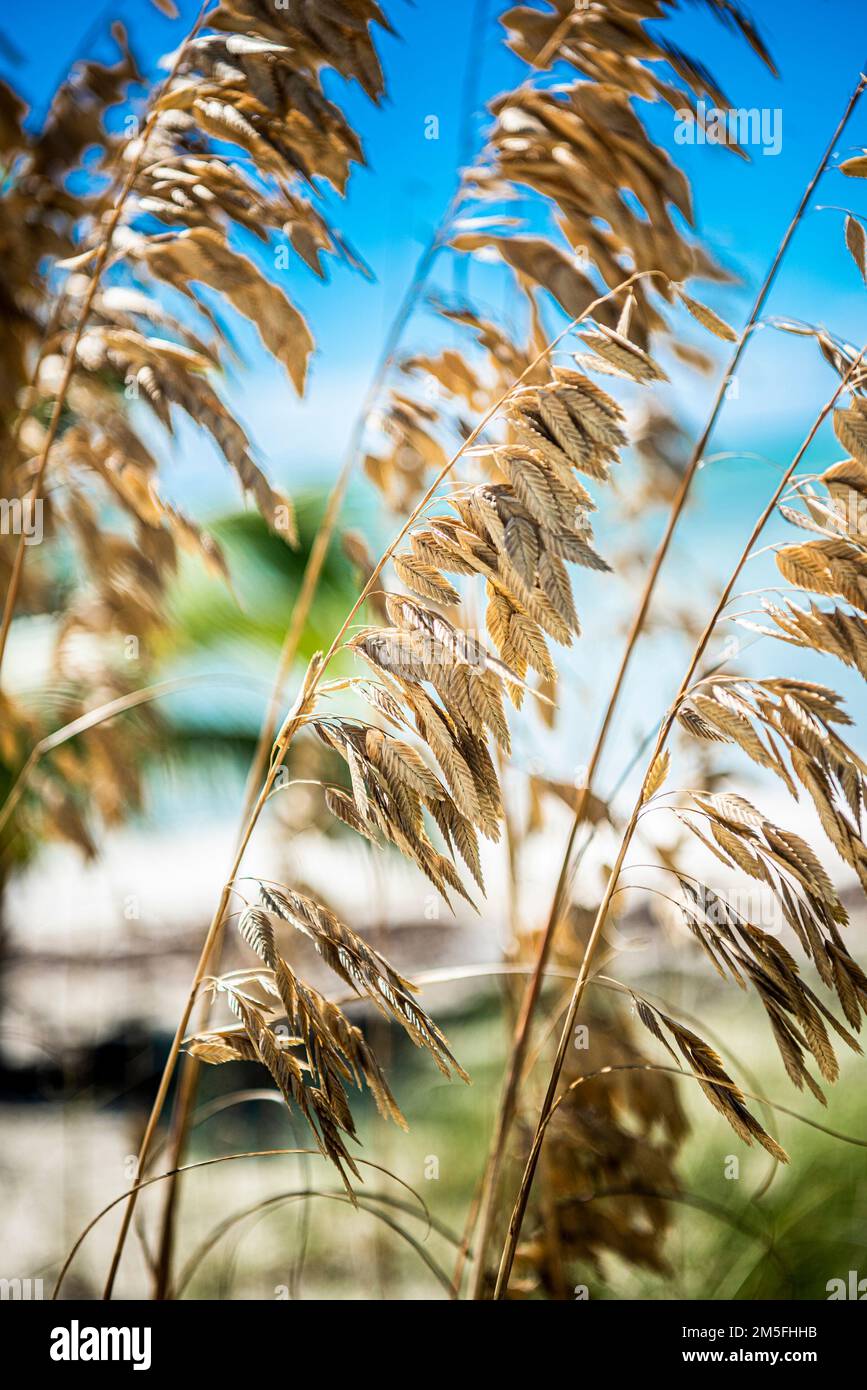 A vertical closeup of sea oats, uniola paniculata captured against the ...