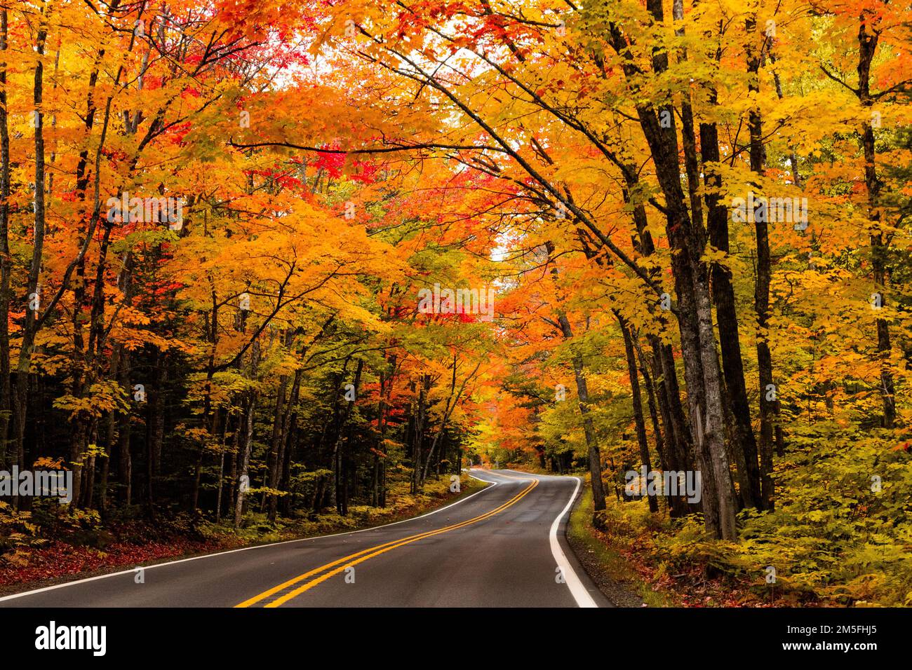 An asphalt road, forest trail going through a mesmerizing forest in ...