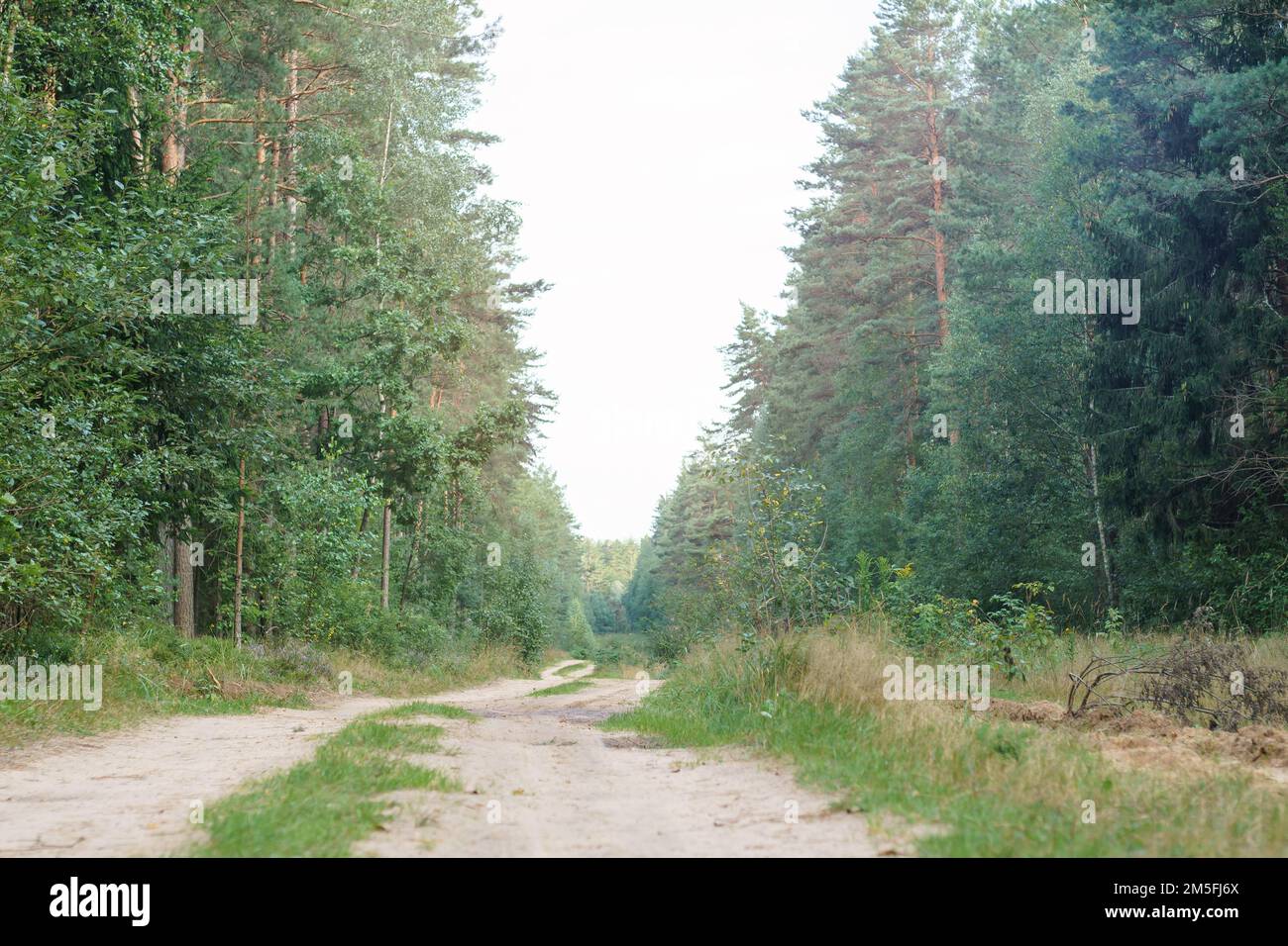 Dry sand road through coniferous forest. Path overgrown with grass ...