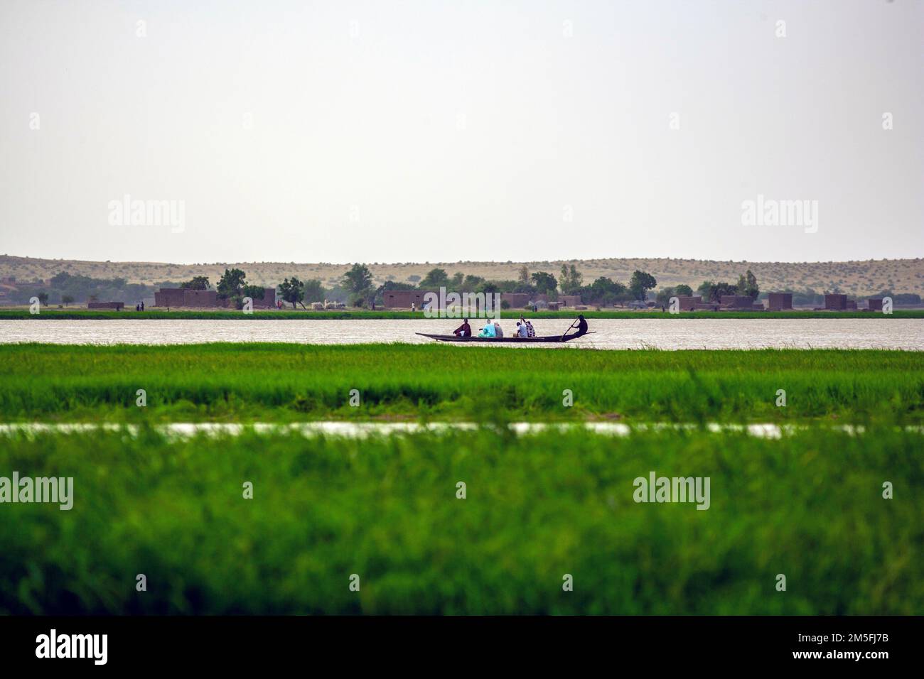Africa /MALI /Gao/ Traditional boat passing the green rice fields along ...